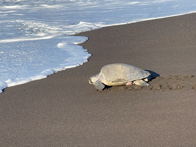Turtles Nesting in Costa Rica: A Grim Adventure – Maureen's Suitcase